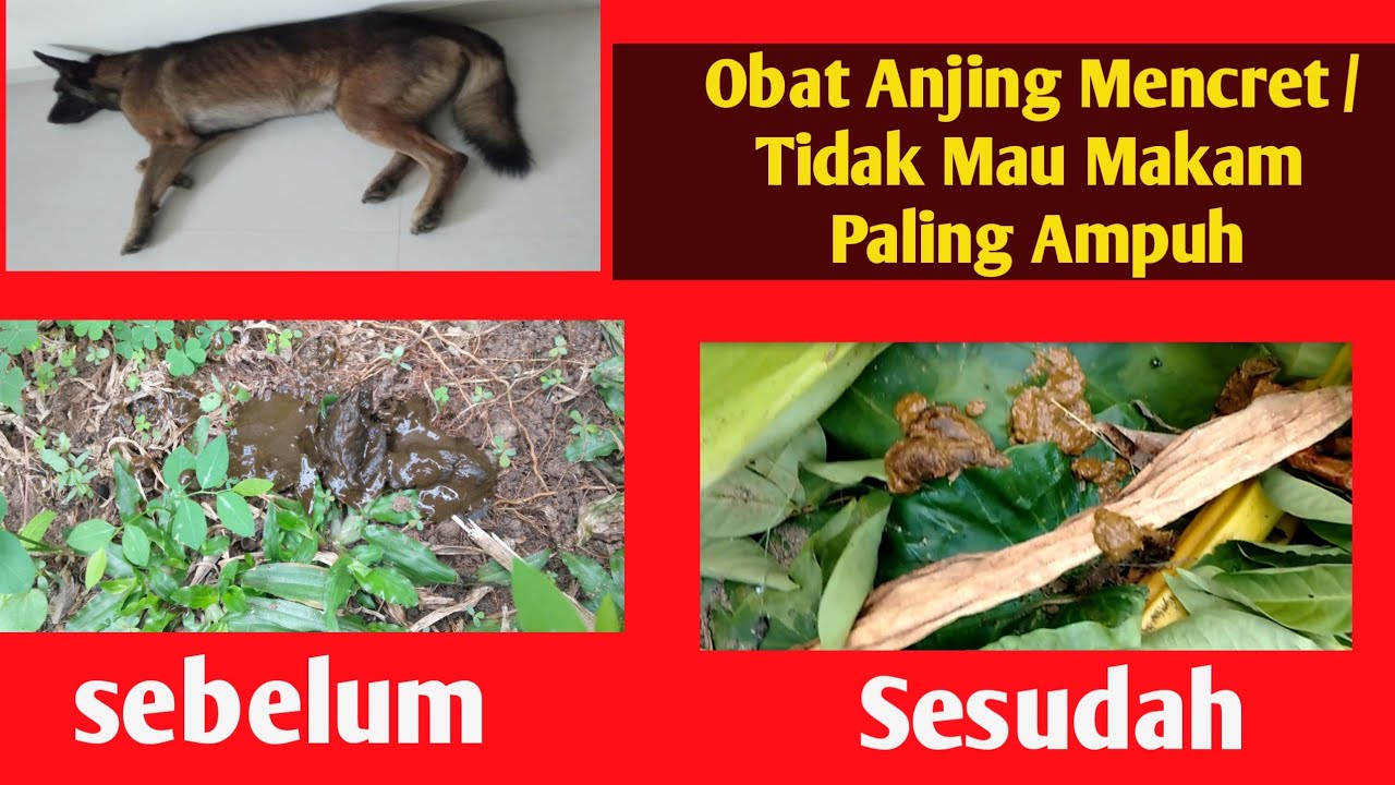 Obat Anjing mencret, muntah tidak mau makan - YouTube