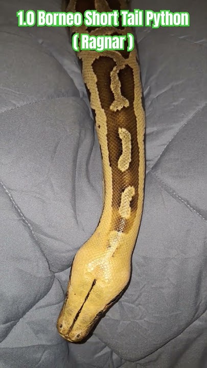 1.0 Borneo Short Tail Python ( Ragnar ) - YouTube