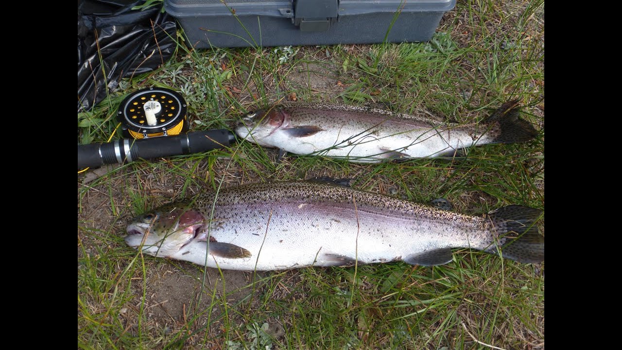 Laurie landing one of her big fish on the West Carson River, south of ...