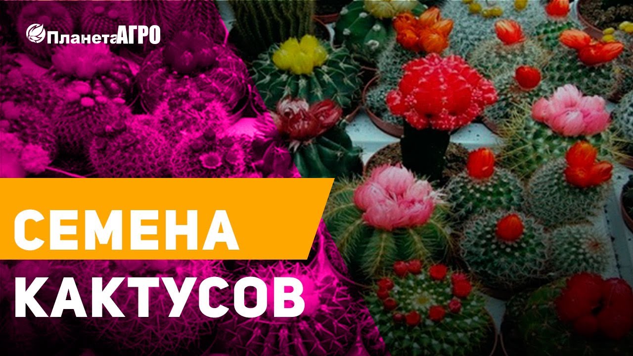 🌵 Семена Кактусов Выращивание кактусов 🌿 Купить семена кактус-смесь от ...