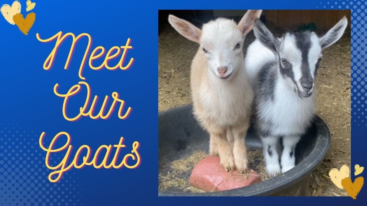 Meet Our Goats - YouTube