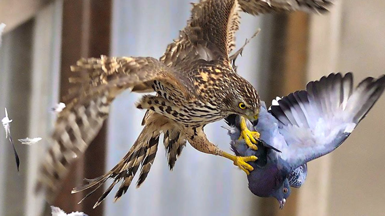 Birds of prey in action! The best attacks of feathered hunters. - YouTube