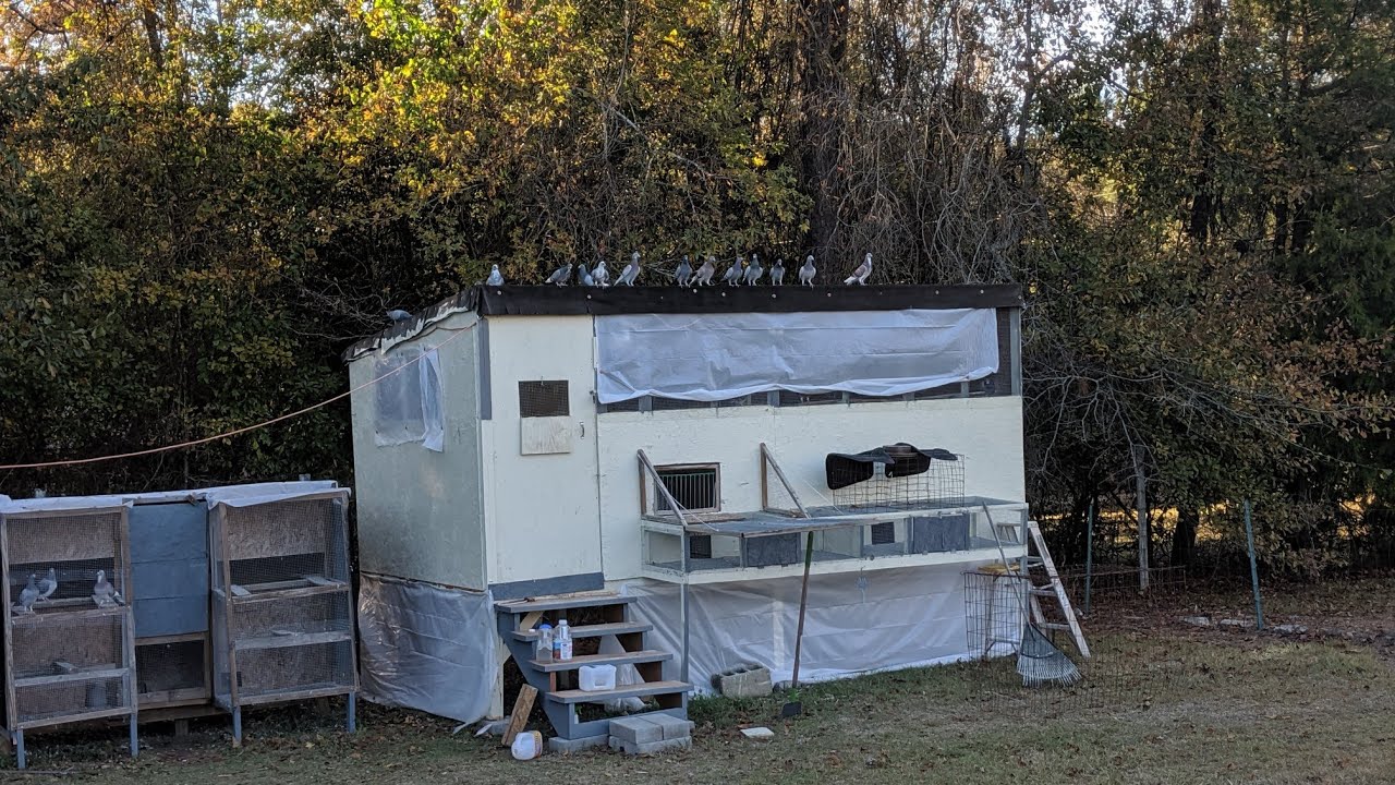 Sawakas at naka pag pa loft fly narin ng mga kalapati. - YouTube