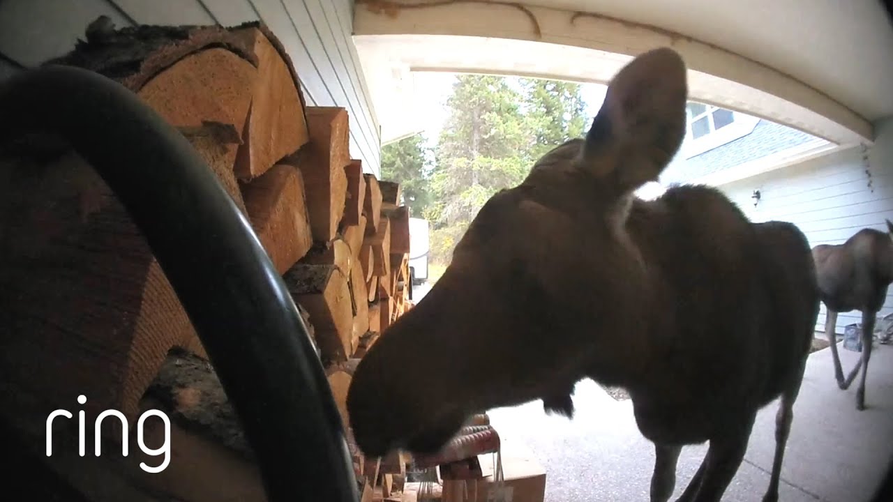 Two “Particularly Curious and Friendly” Moose Drop By | RingTV - YouTube