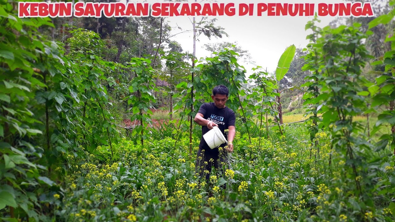 KEBUN SAYURAN PENUH BUNGA ||| TANAMAN BUNCIS NYA SUDAH BERBUAH - YouTube