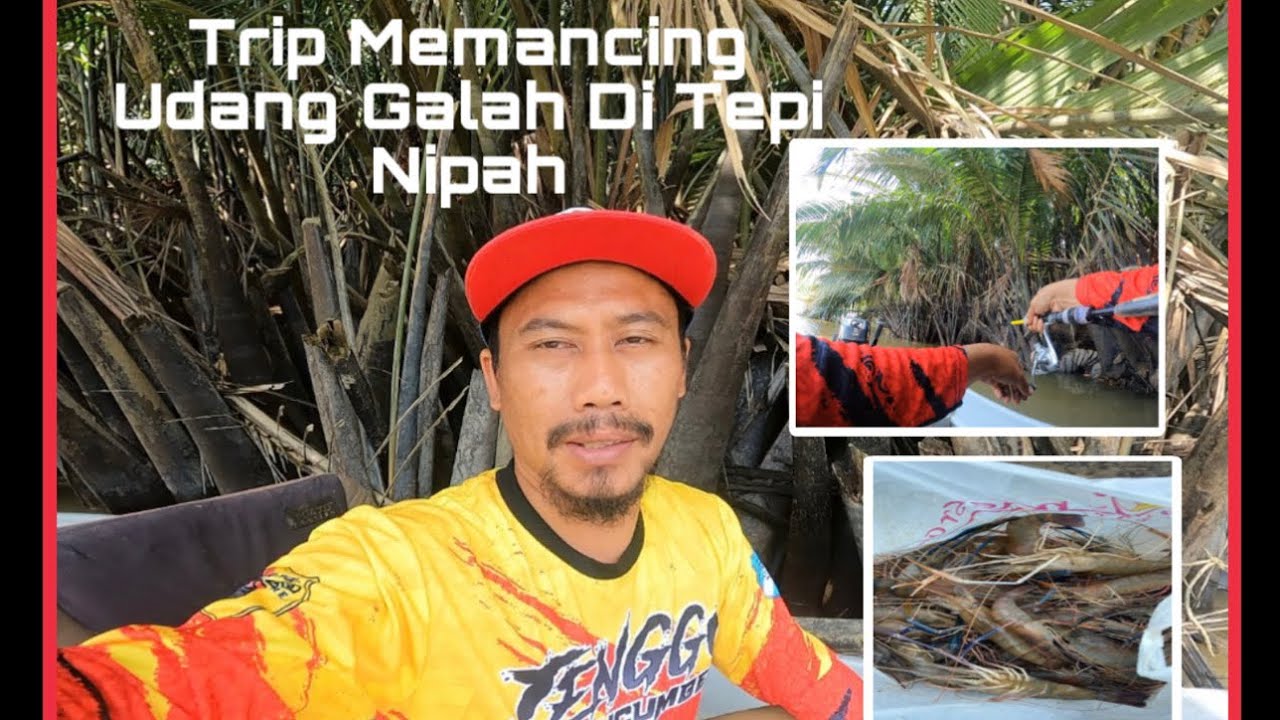 #vlog 22 Keseronokan Memancing Udang Galah Di Tepi Nipah #fishing # ...