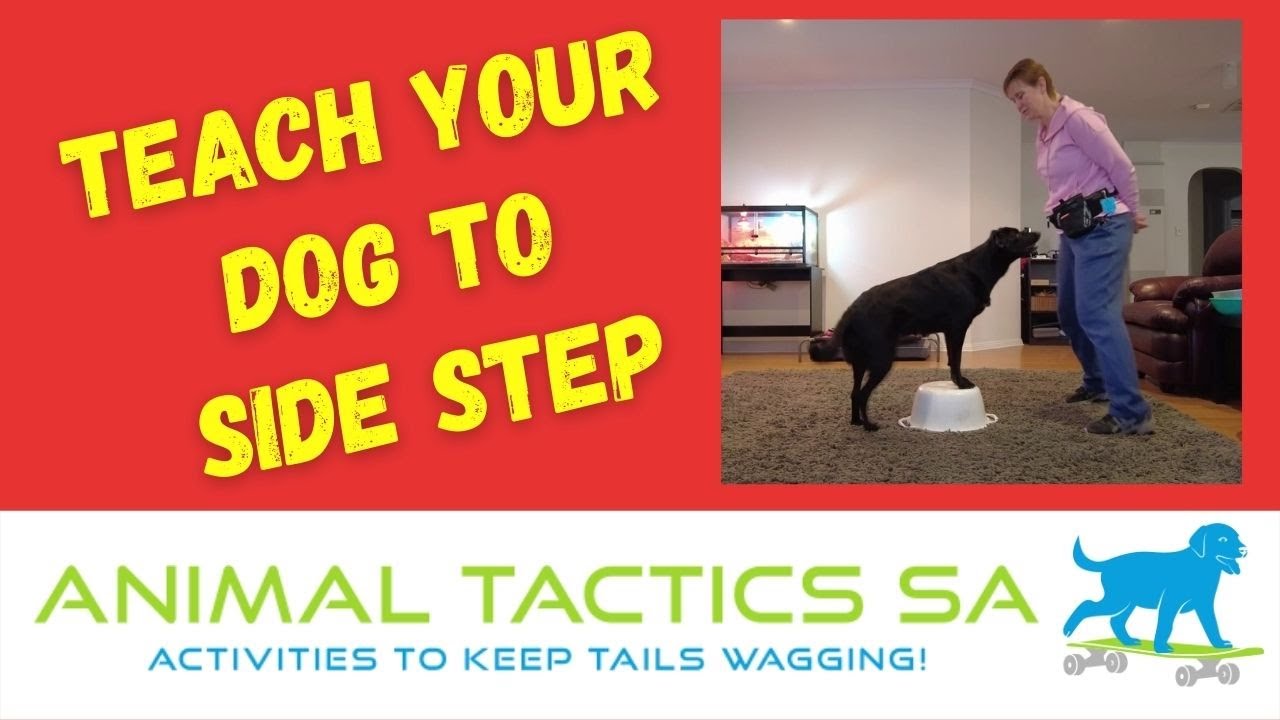 Teach Your Dog to Side Step - Advanced, Animal Tactics Level 2 - YouTube