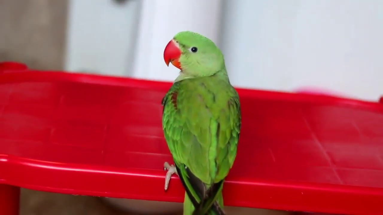 My Main Mittho Style Sweet And Qute Mittho beautifull Pakistani Parrots ...