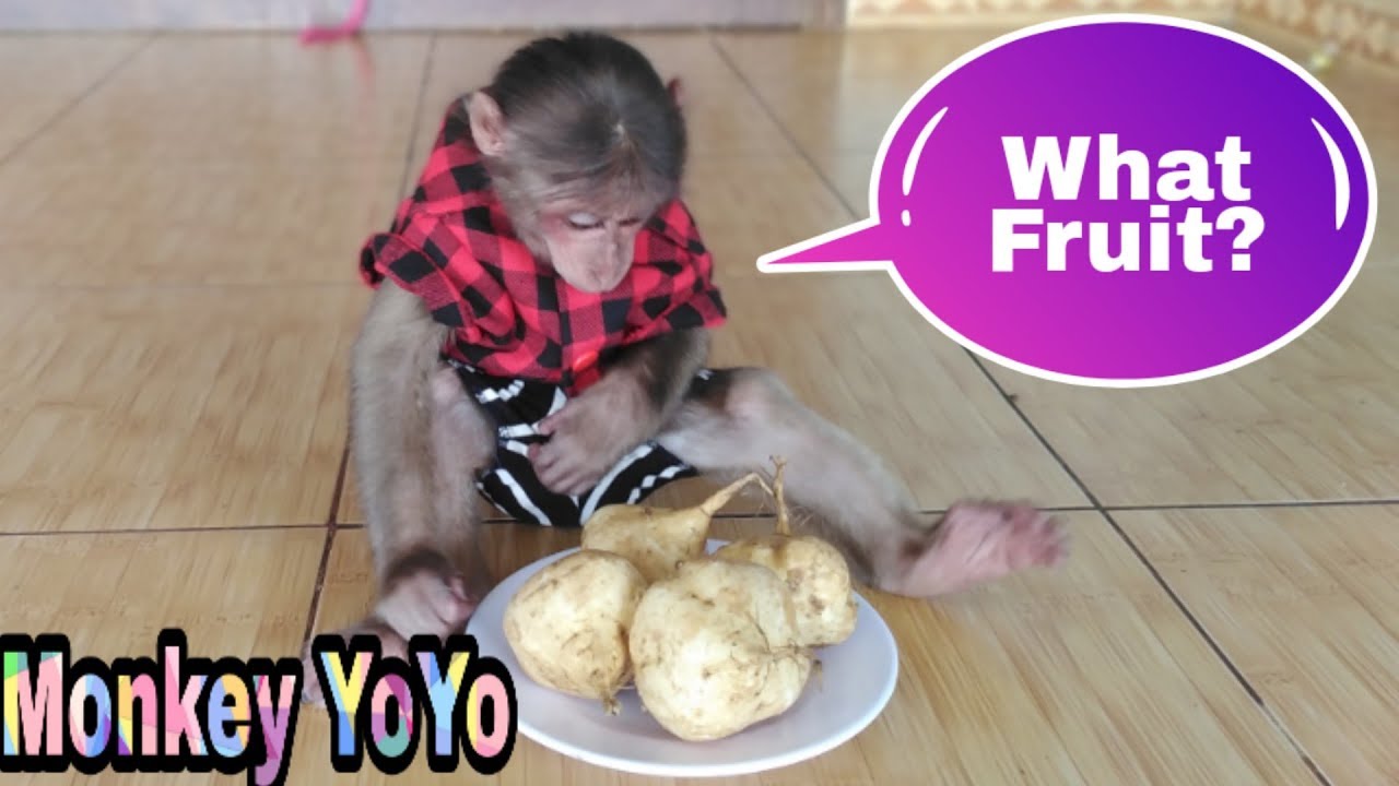 Monkey Baby Yoyo first eats Mexican Yam - YouTube