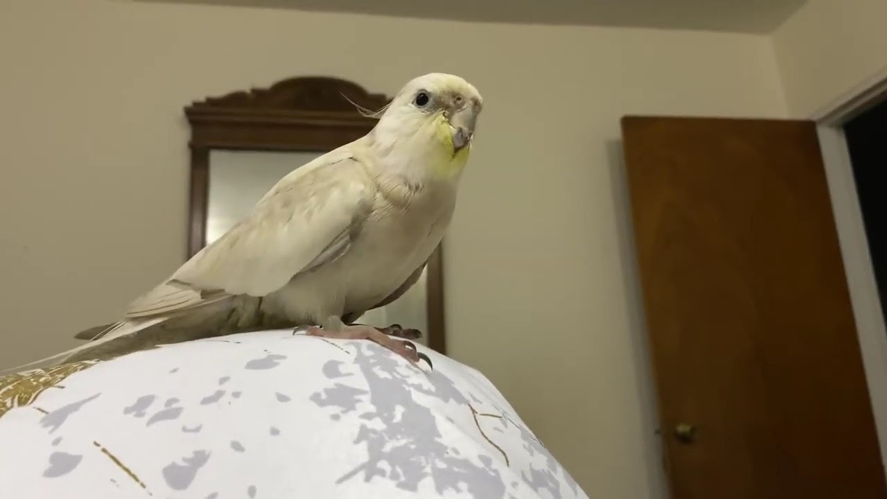 Cockatiel Bird Dance - YouTube