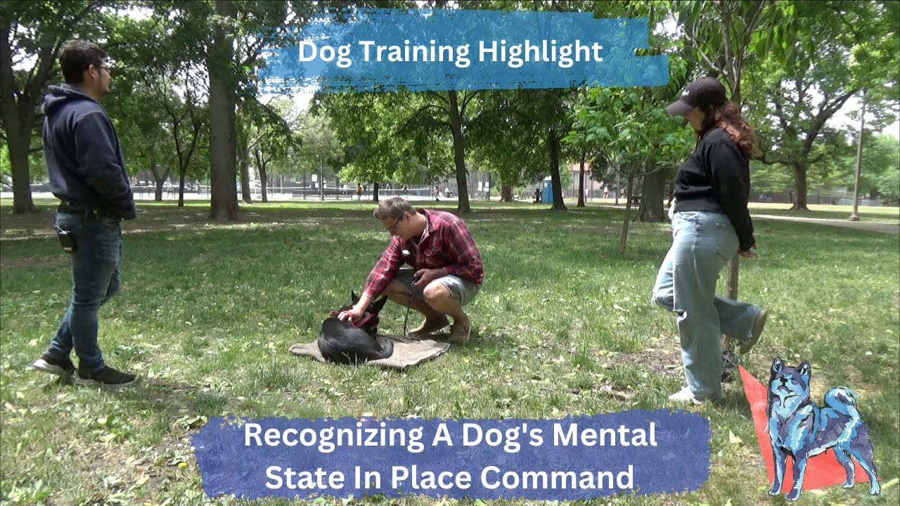 Recognizing A Dog's Mental State While Under Place Command | Dog Training Highlight - YouTube