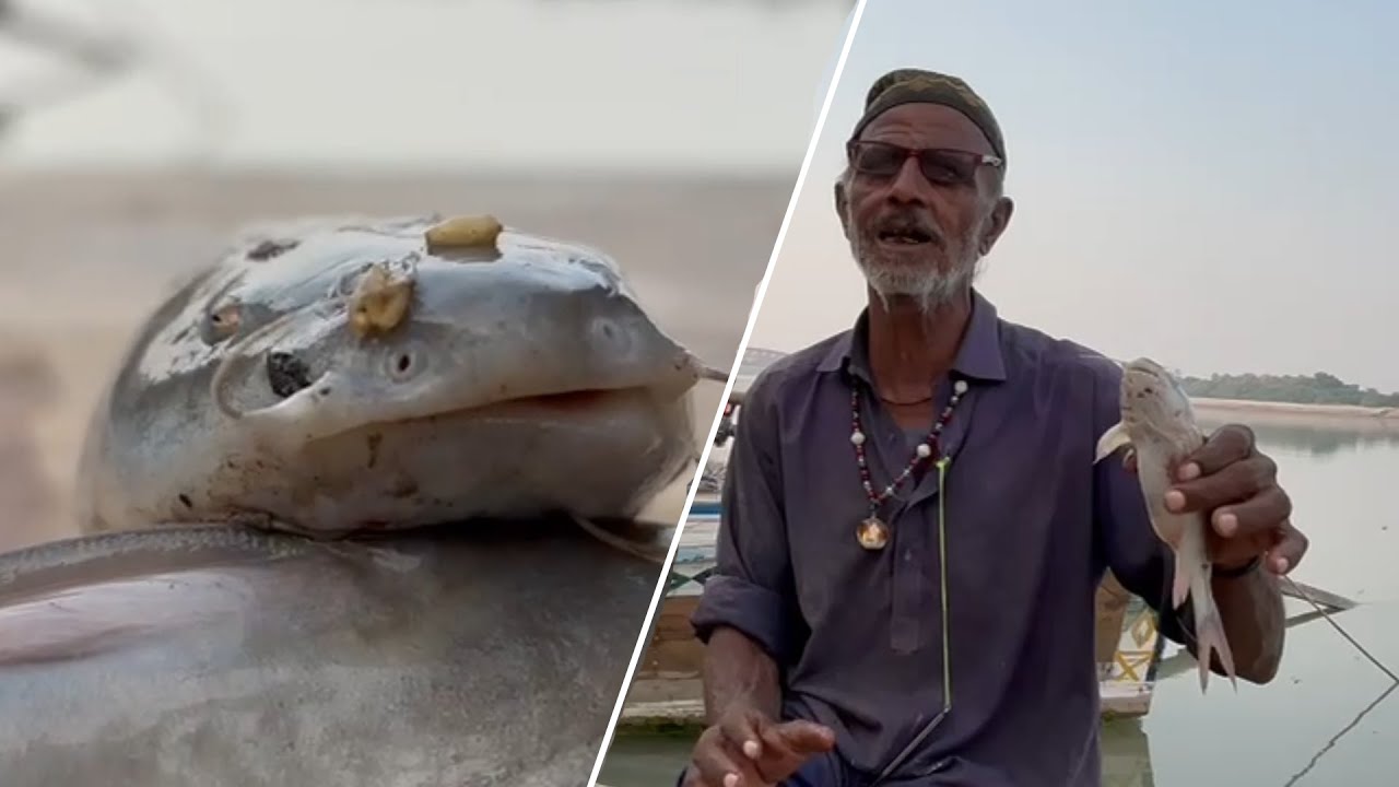 Sindh River's Kotri Eel: 'Male Potency' Health Benefits & Unique ...