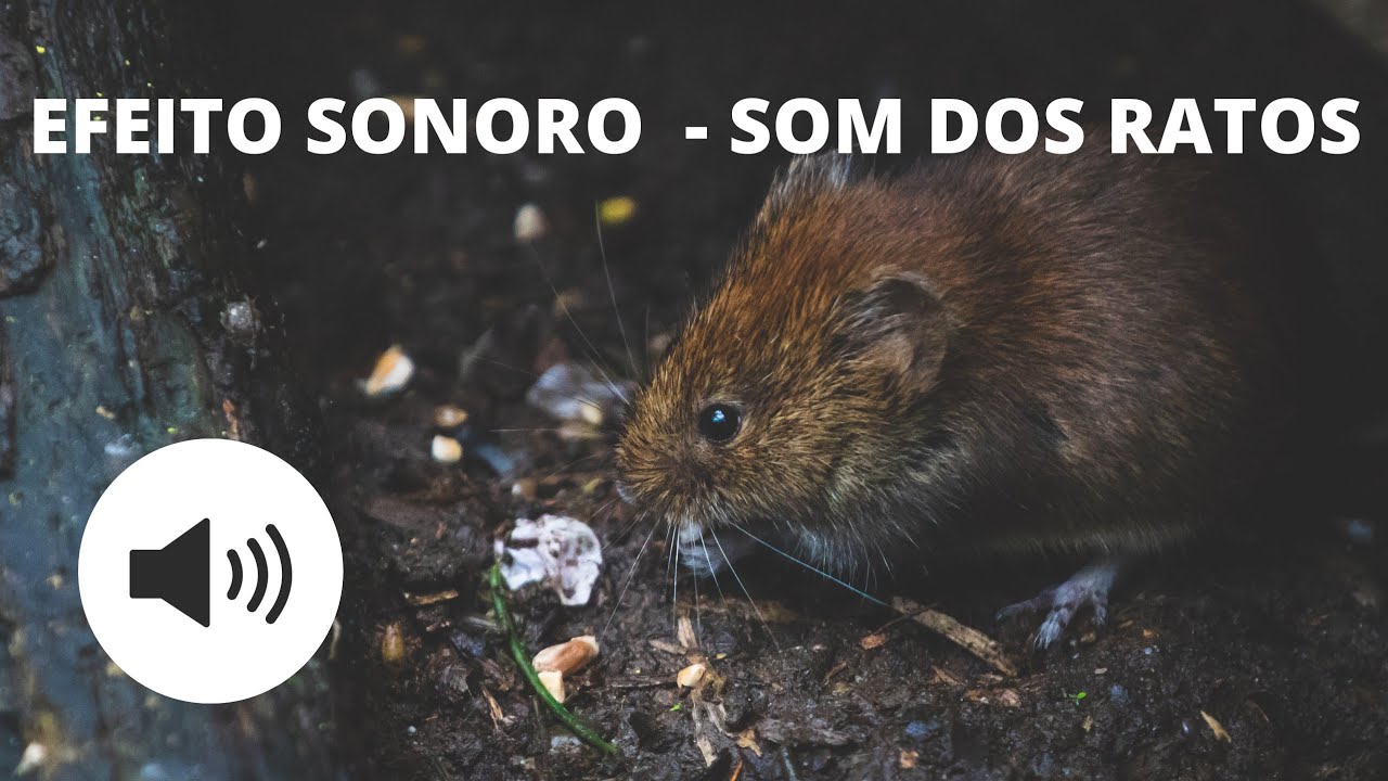 [SOM DE RATOS] EFEITO SONORO PARA EDIÇÃO #shorts - YouTube