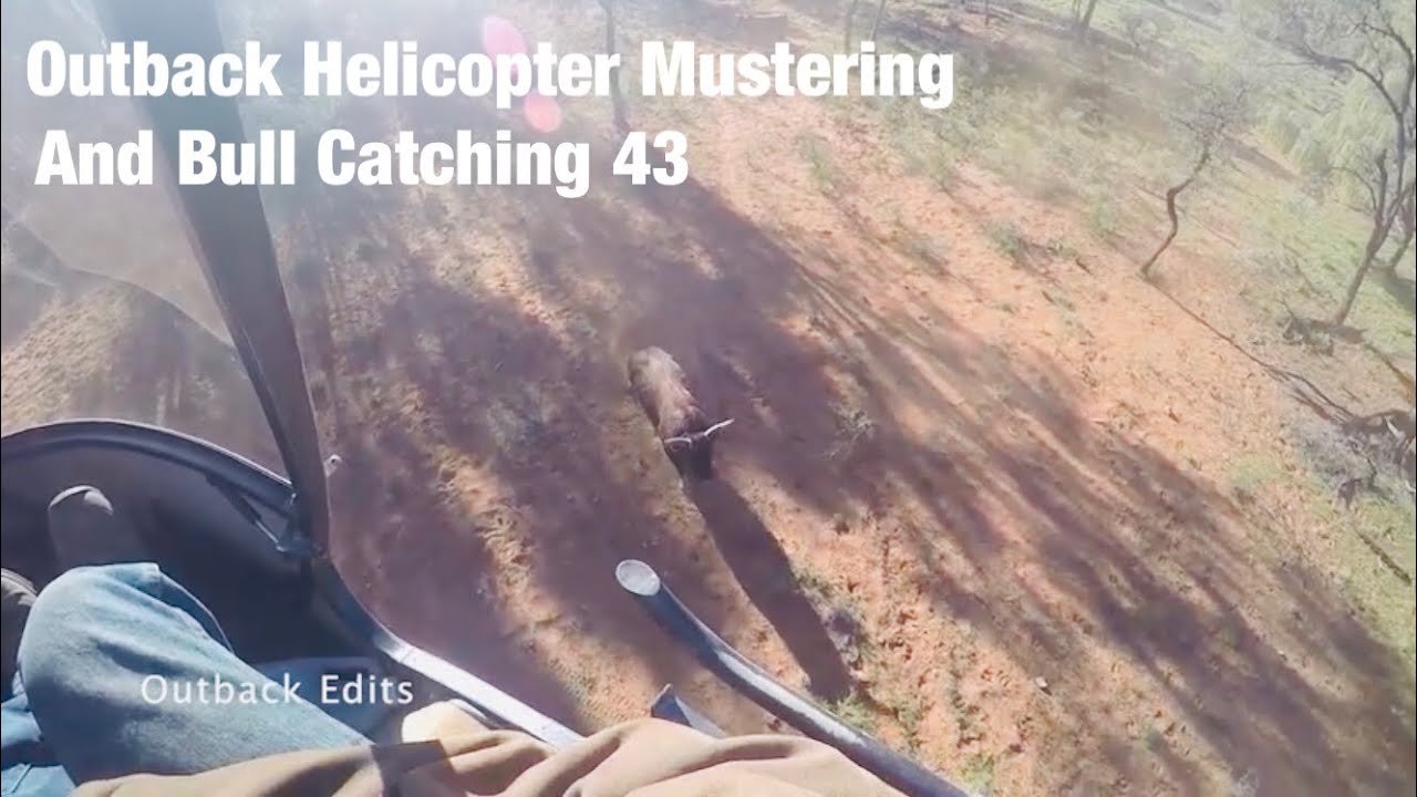 Outback Helicopter Mustering and Bull Catching Northern Territory 43 ...
