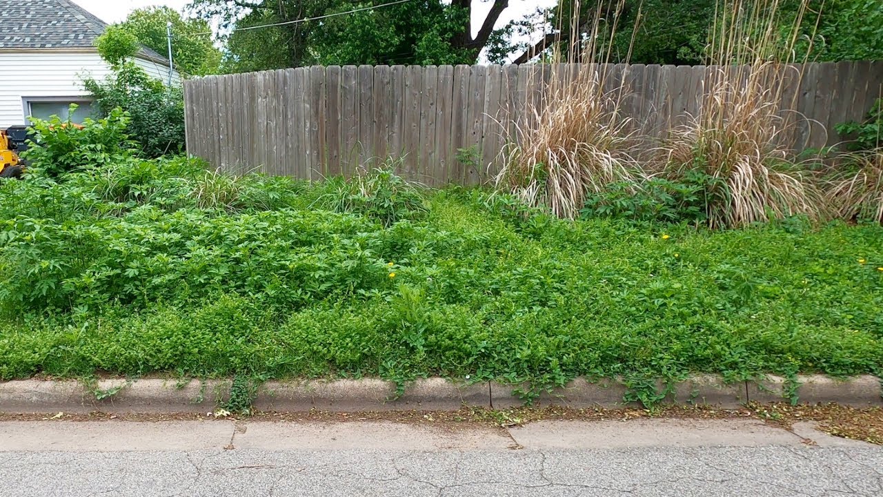 Homeowner Was SHOCKED At The Transformation - UGLY LAWN Makeover Start ...