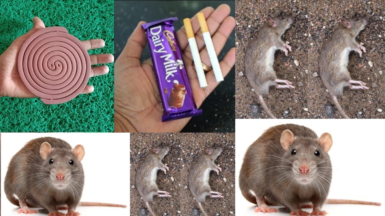 JUST 5 MINUTES || Kill rats with 2 Magic Ingredients'|| TWO EASY TIPS ...