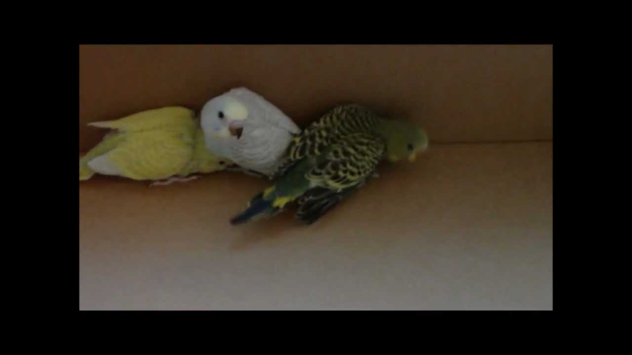 Adorable Baby Parakeets Playing - YouTube
