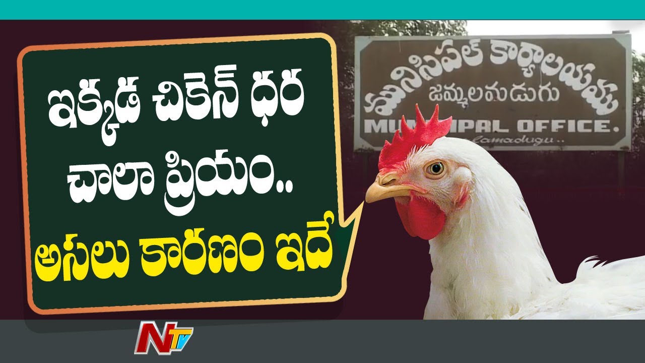 Chicken Mafia Hulchul At Jammalamadugu | Special Focus | NTV - YouTube