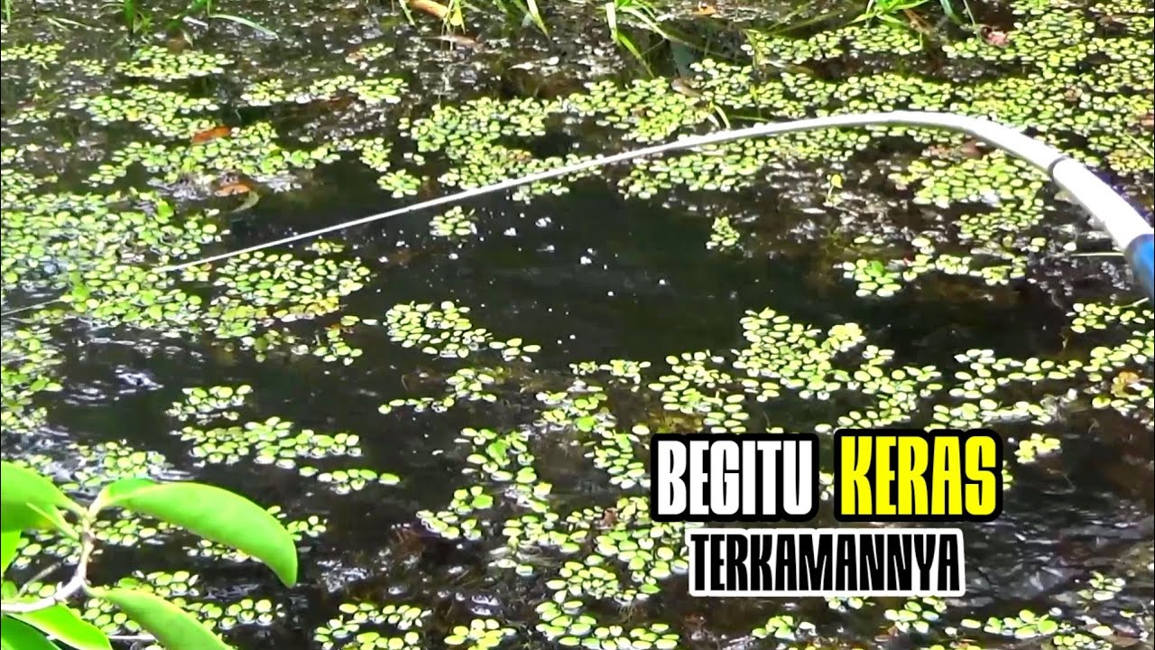 AKSI HEROIK...!!! Sesadis Ini Sambaran Ikan Rawa Gambut Pemancing ...