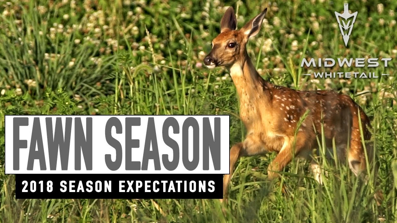Fawn Season, 2018 Expectations | Midwest Whitetail - YouTube