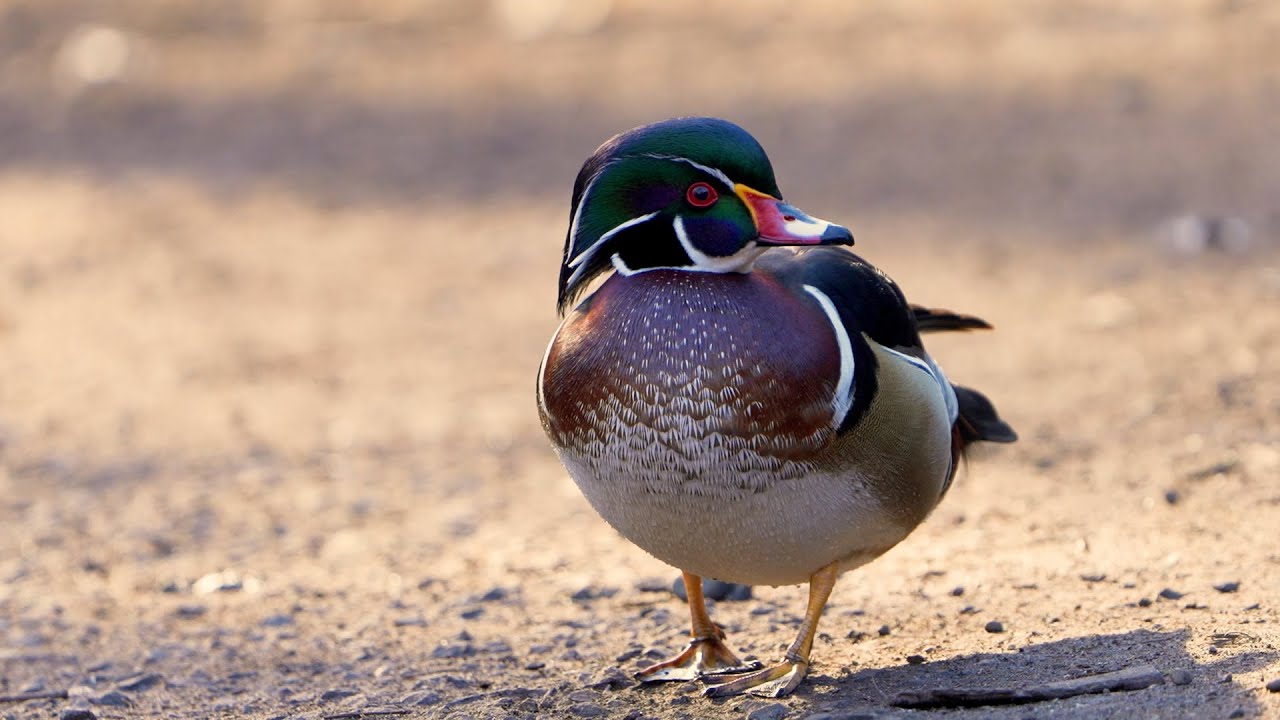 Learn about B.C.’s beautiful and diverse duck population | Fancy Ducks - YouTube