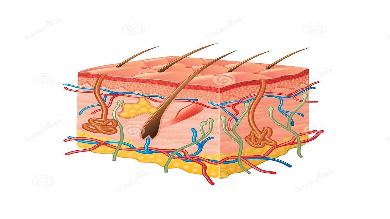 How many cells are there in a square inch of your skin ? - YouTube