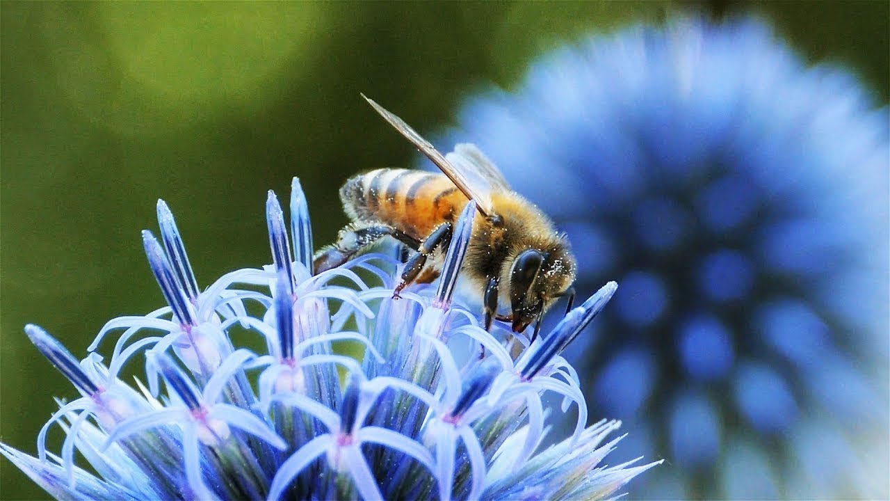 Instantly Fall into Deep Sleep within this Beautiful and Soothing ...