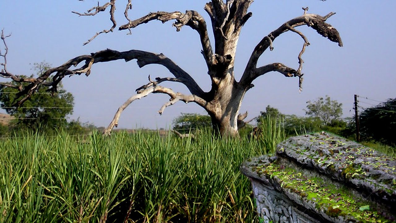 PANTHEON SA UNAHAN NG CENTURY MANGGA POSITIVE SA DETECTION! - YouTube