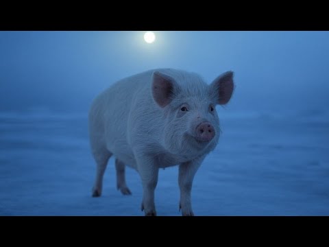 A random fact about the average pig.#randomthoughts - YouTube