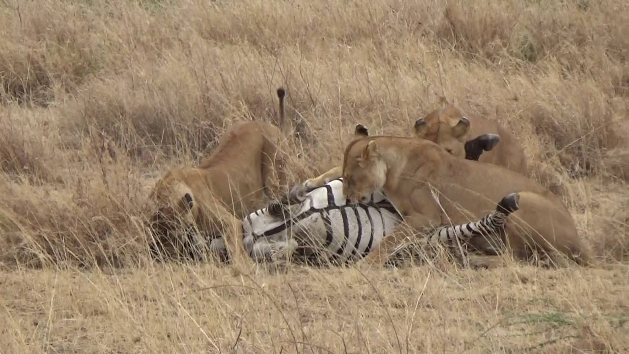 Pride of lions killing a Zebra - Serengeti 2016 - YouTube