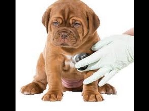 Dog Physical Exam - YouTube