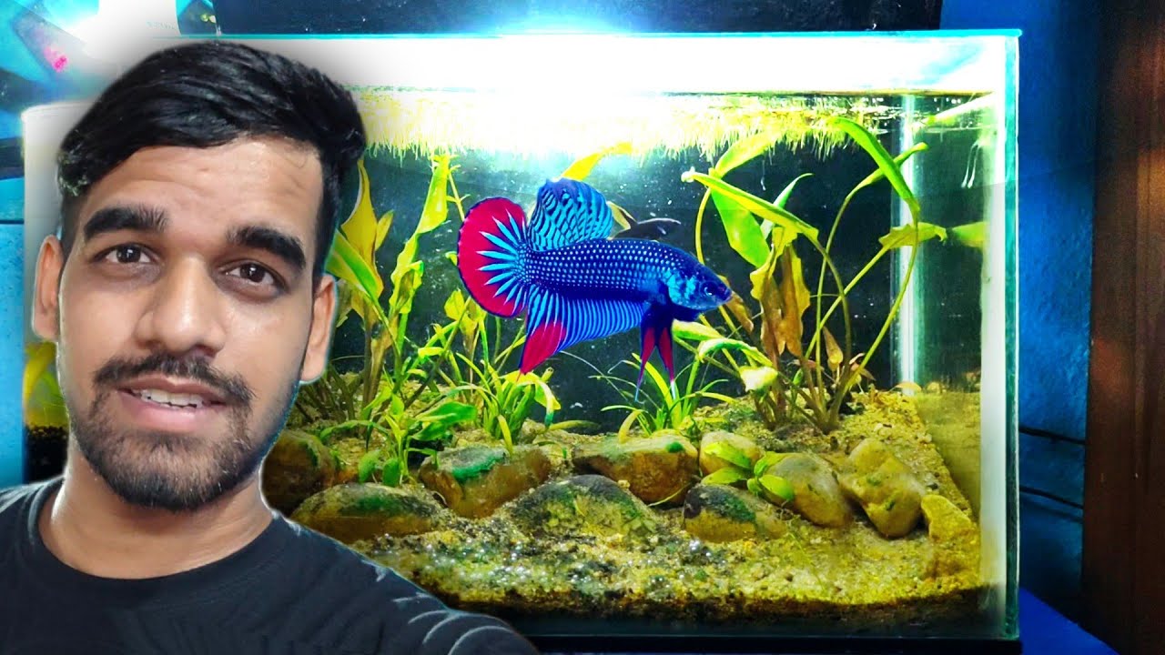 Maine Banaya Apne Wild Betta Fish Ke Lye Ek Planted Aquarium - YouTube