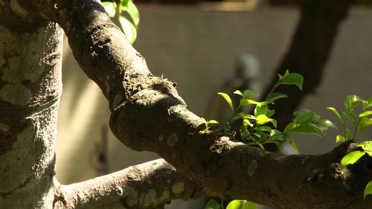National Formosa University, Taiwan - NFU campus 06 - YouTube