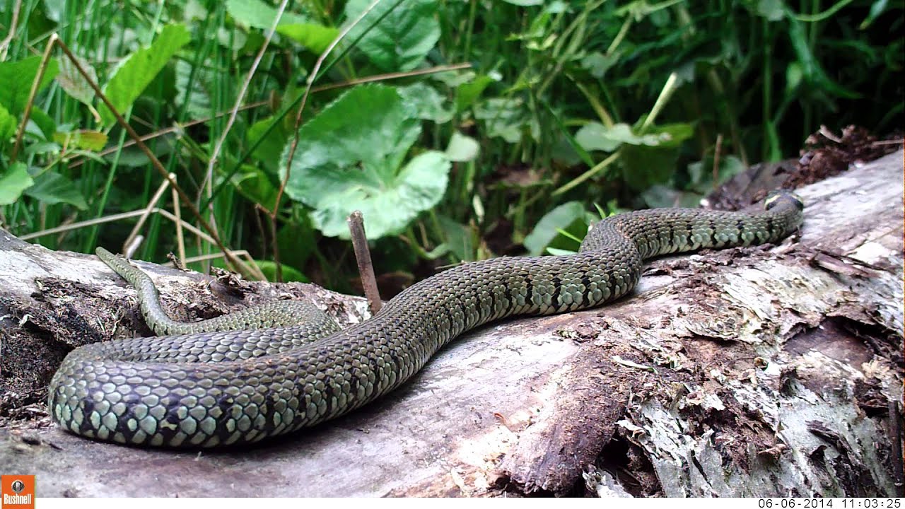 grass snake on log pile next to wildlife pond - YouTube