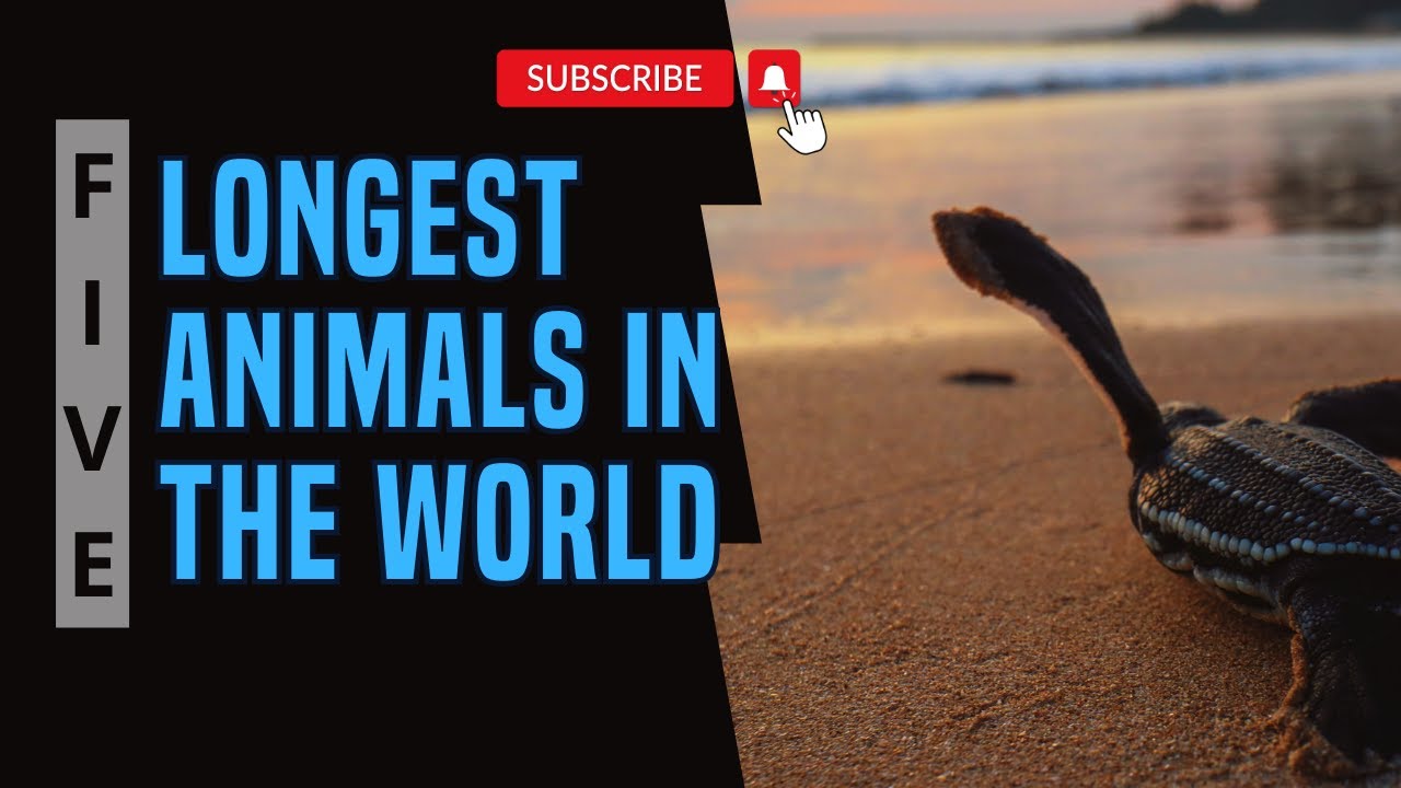 Five Longest Animals in the World - YouTube