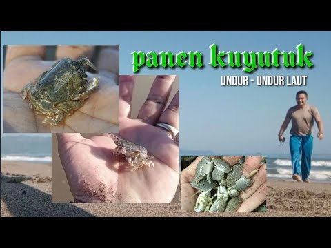 yutuk/undur undur laut, makanan yang paling enak dan gurih dari hewan ...