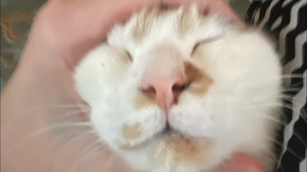 cats edit :) - YouTube