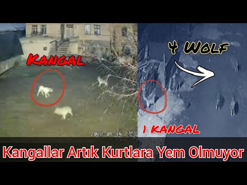 1 KANGAL 3 KURDA KARŞI (Yem Olmadı)
