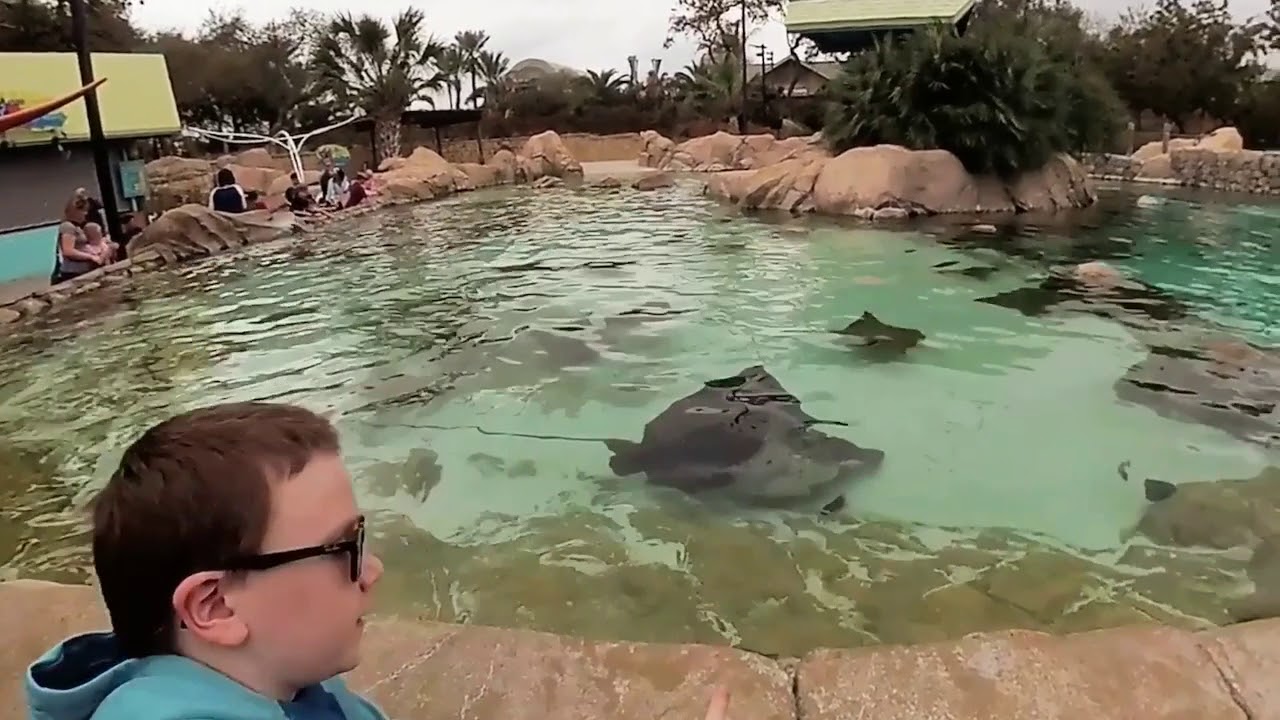 Swim with and feed stingrays at Aquatica and SeaWorld Texas - YouTube