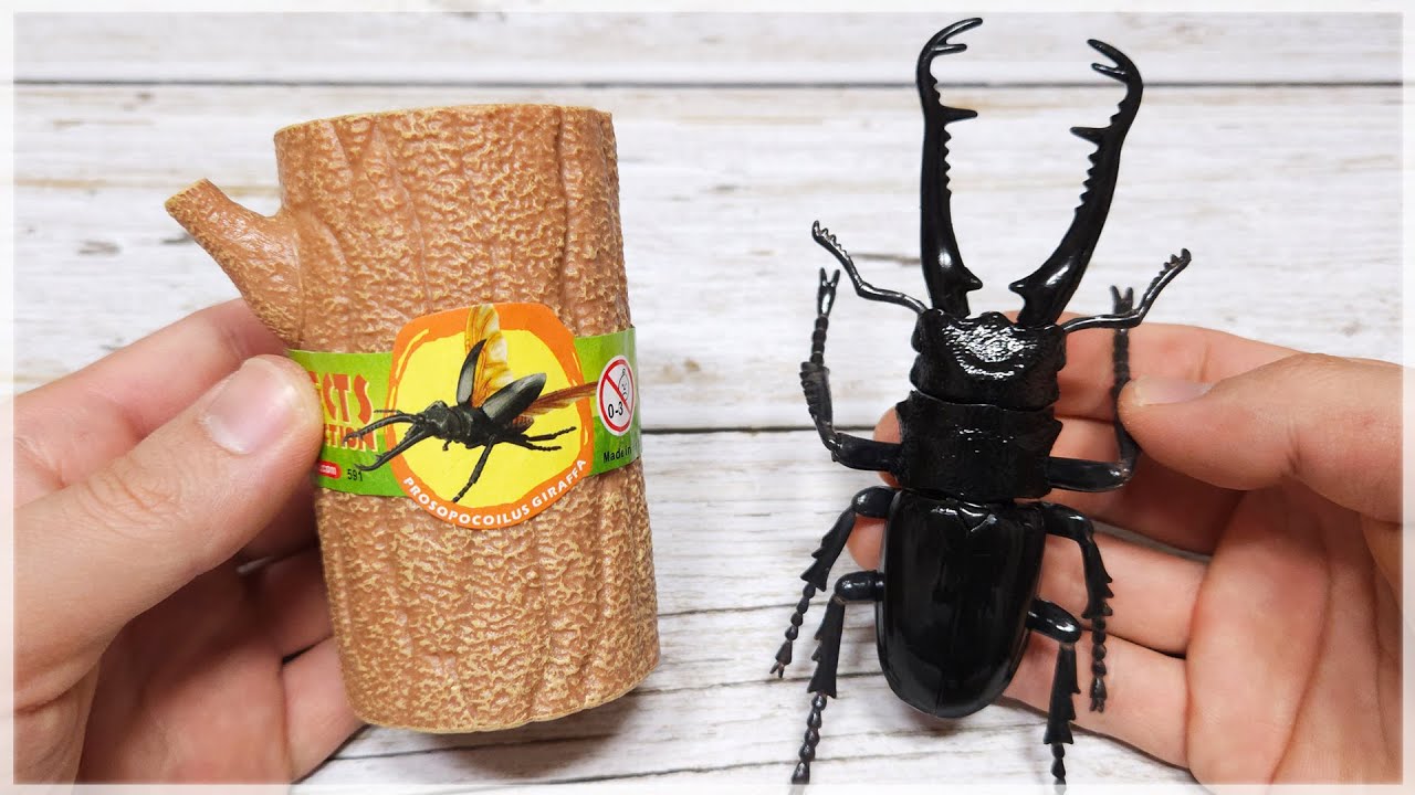 4D퍼즐 곤충수집 - 기라파 톱사슴벌레 | 4D Puzzle Insect Collection - Prosopocoilus ...