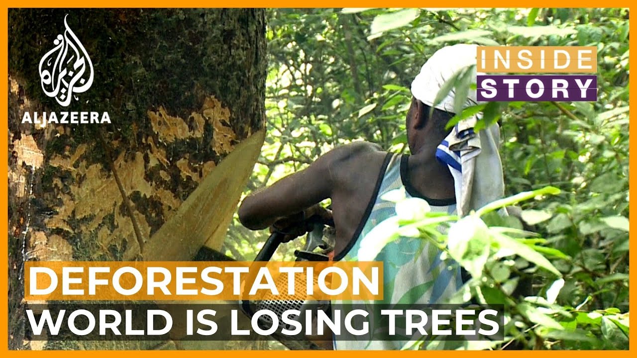 Why is the world losing its forests? | Inside Story - YouTube