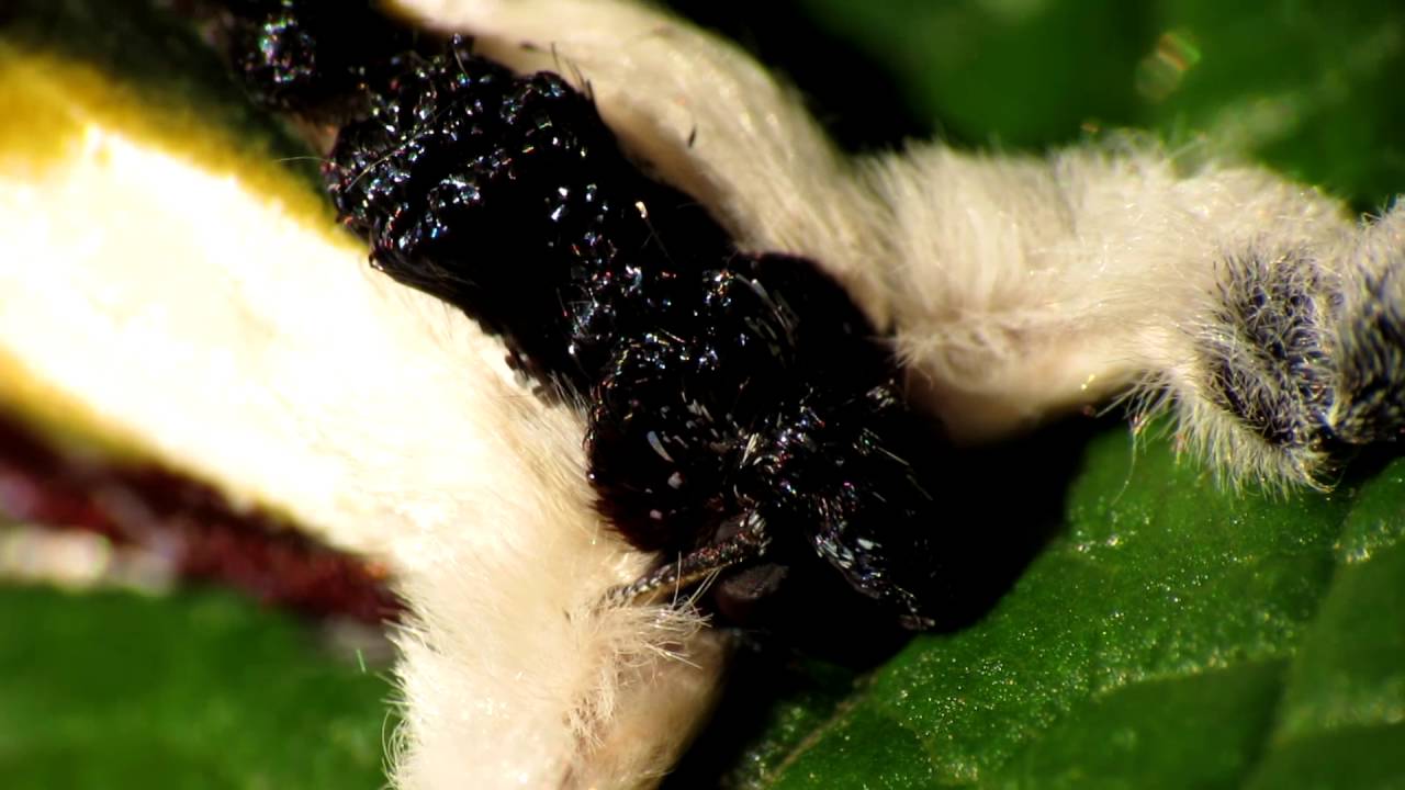 Beautiful Wood Nymph Moth Super Close Up - YouTube