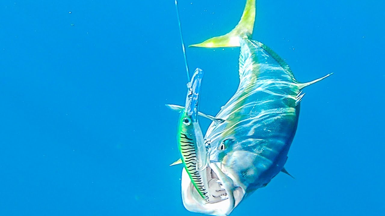 Fishing + Diving Monster Bluefin Tuna, Dorado And Yellowtail || Right ...