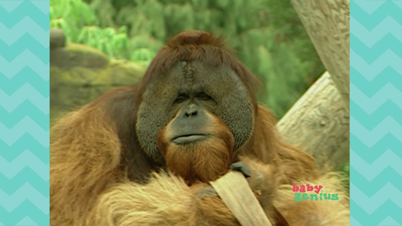 Baby Genius | Counting Songs | Plus Lots More Nursery Rhymes | 60 ...