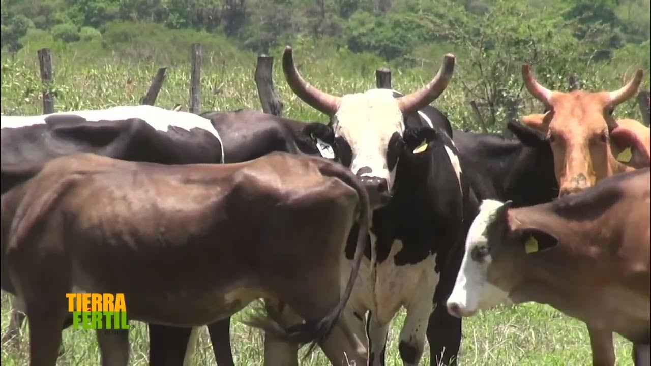 Tierra Fértil Tv- Segundo resumen anual 2023 (30.12.23) - YouTube