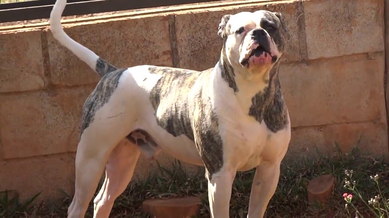 Cuca o AmericanBulldog / Buldogue Americano fazendo a guarda - YouTube