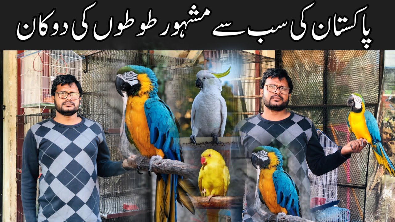 College Road Birds Market Rawalpindi | Macaw,Cockatoo,Alexander, Yellow ...