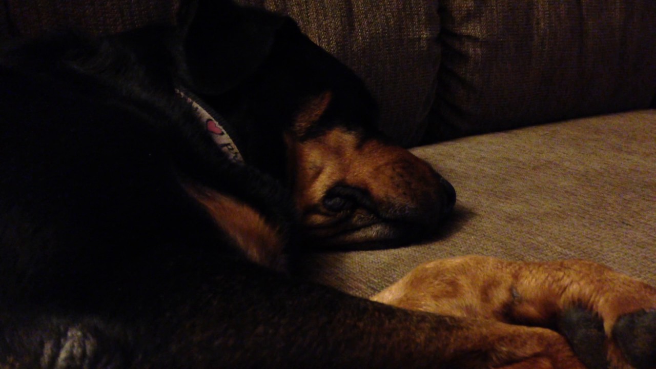 Zoe sleeping 1-14-14 (6) - YouTube