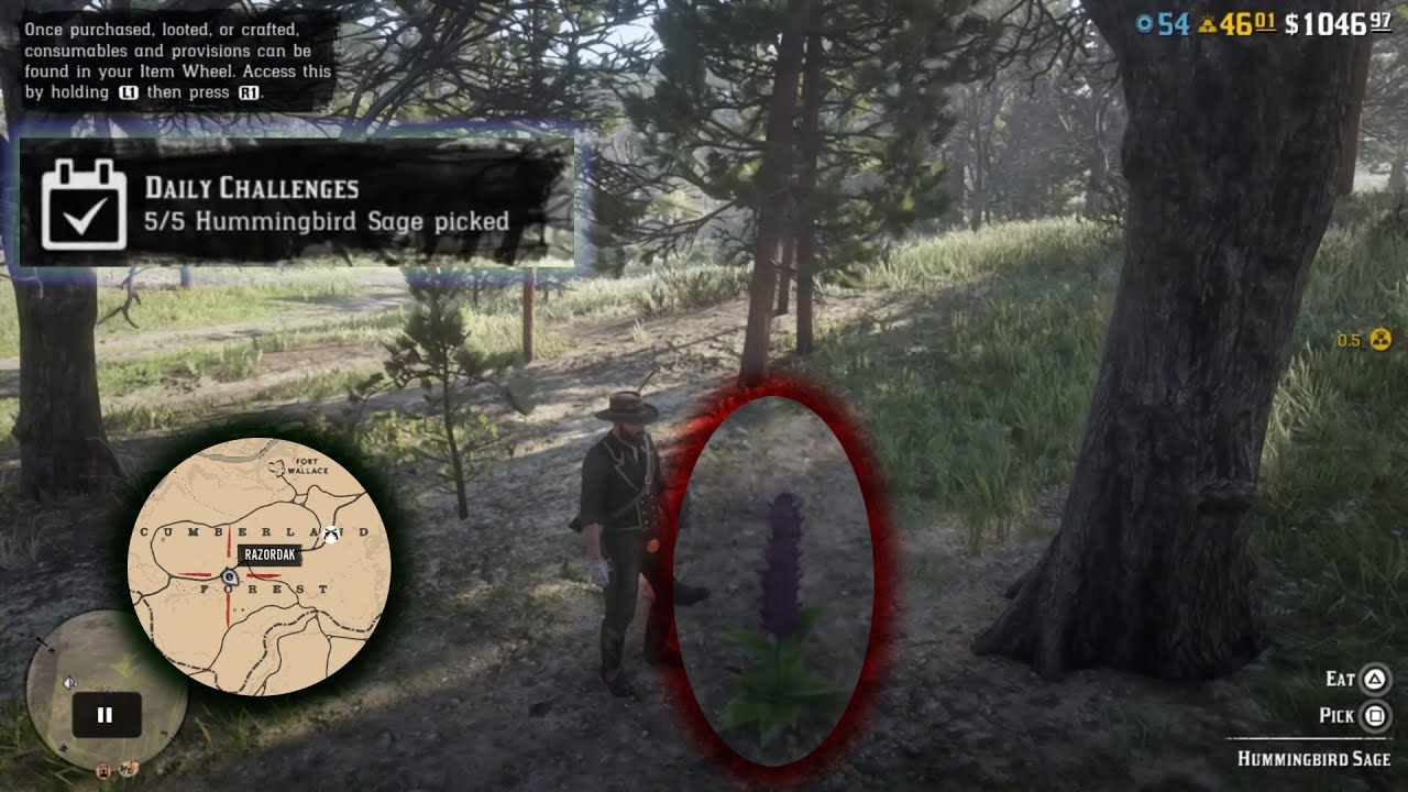 RDR2 Online - Hummingbird Sage locations - YouTube