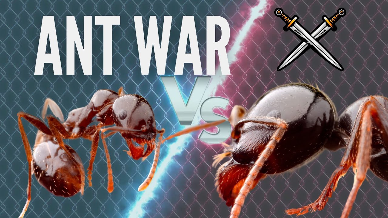 Los PARTICIPANTES son suscriptores!! La ANT WAR , el reto definitivo ...